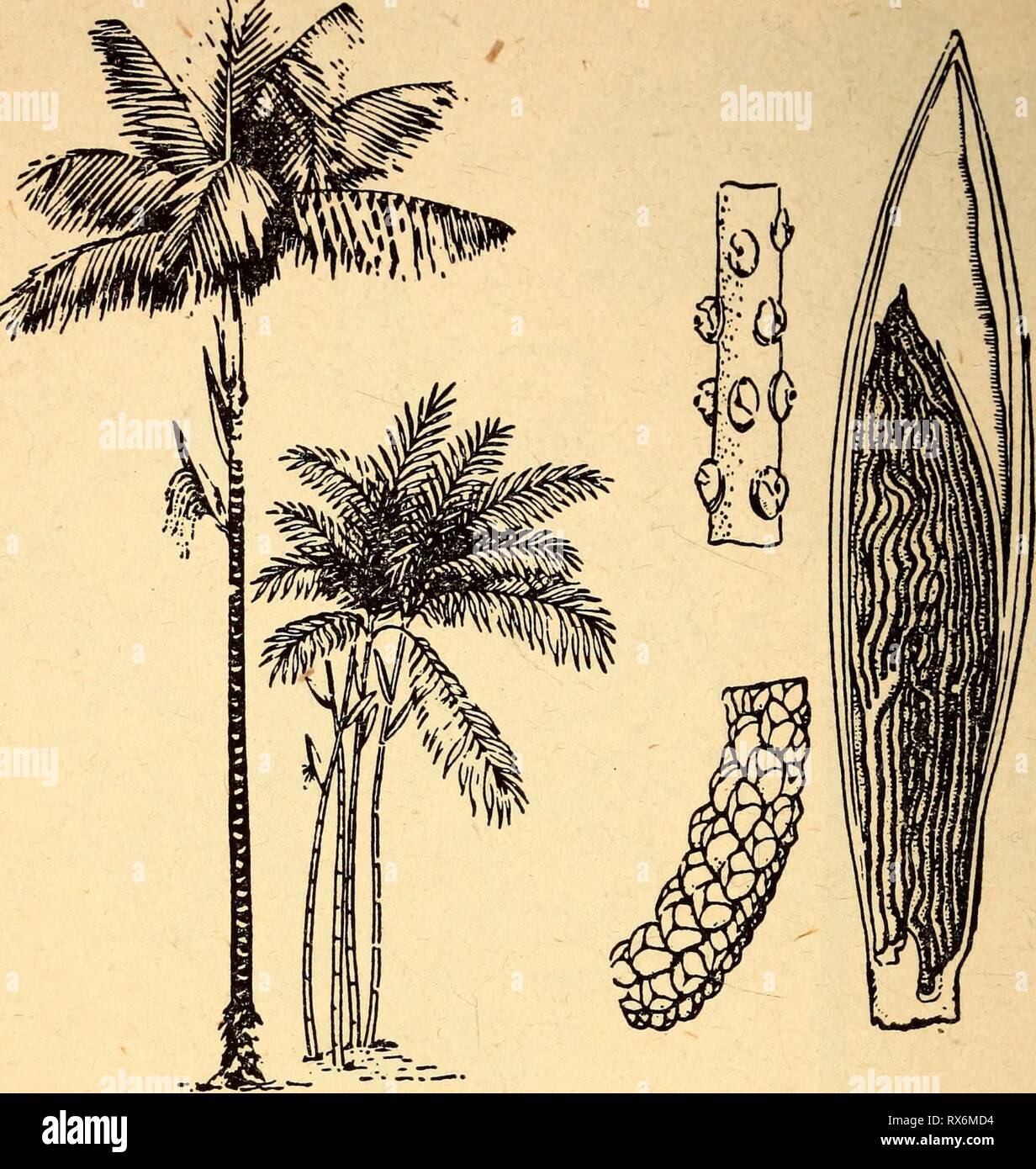 Curved palm illustration hi-res stock photography and images - Alamy
