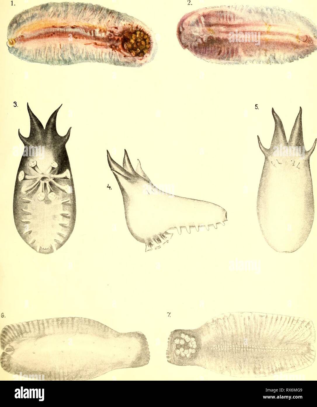 Echinodermata (1921) Echinodermata echinodermata00grie Year: 1921 Rep ...