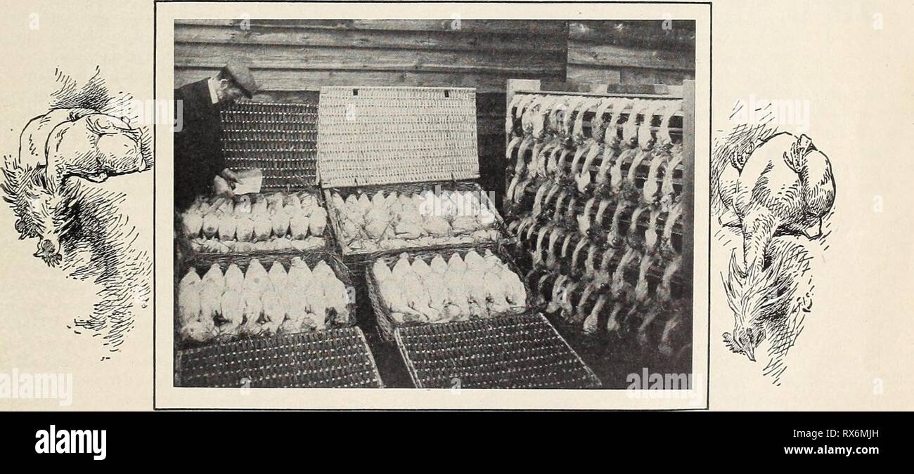 Eggs and egg farms Stock Photo - Alamy