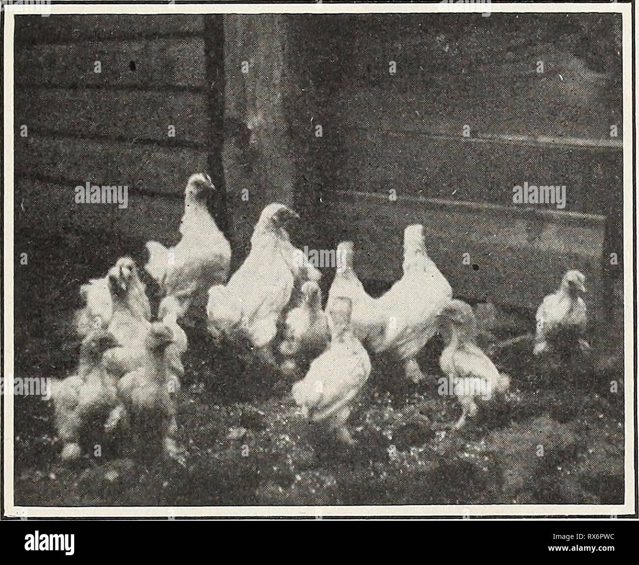 Eggs and egg farms Stock Photo - Alamy