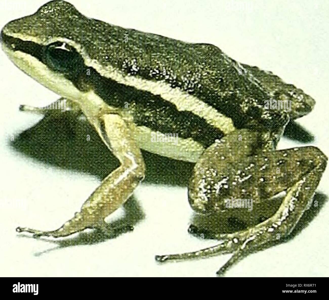 Ecuadorian frogs of the genus Stock Photo - Alamy