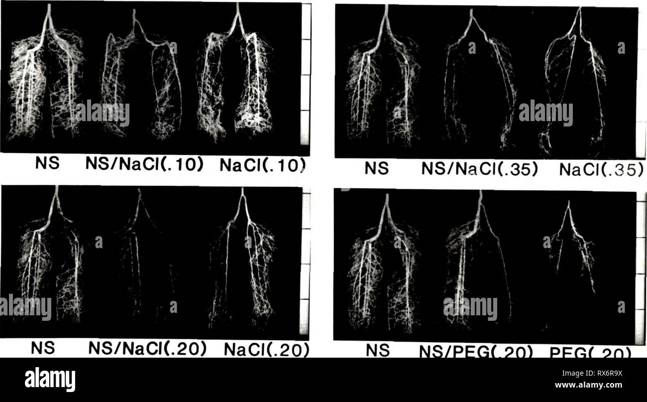 Peg root hi-res stock photography and images - Alamy