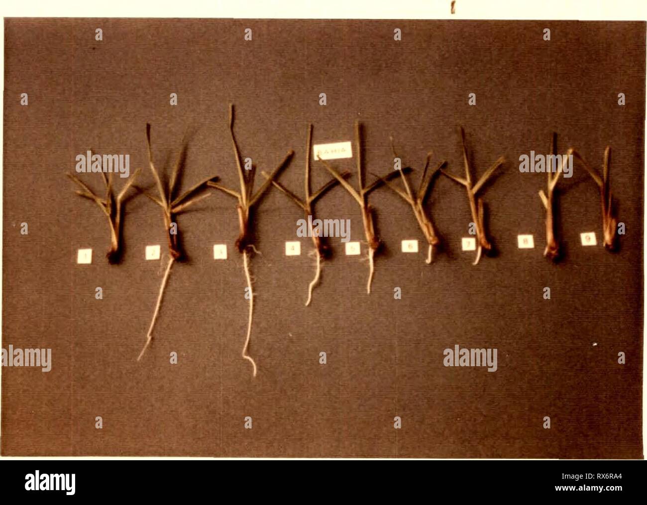 Effects of soil temperature gradient Stock Photo - Alamy