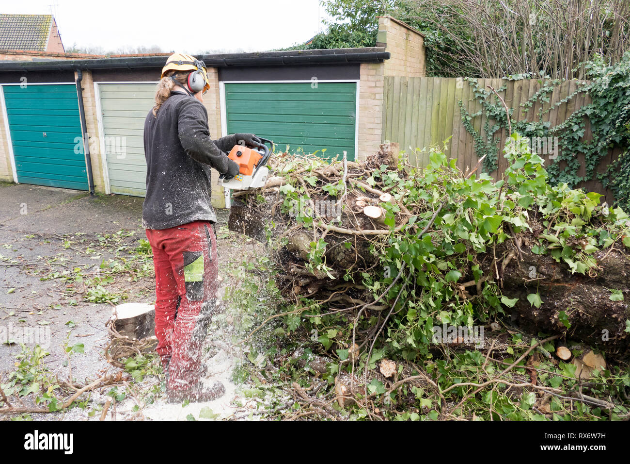 Tree Surgeon or Arborist using a chainsaw on a fallen ivy covered tree ...