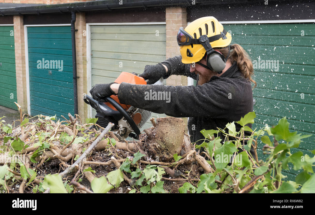 An Arborist or tree surgeon uses a chainsaw on a tree.The tree Surgeon ...