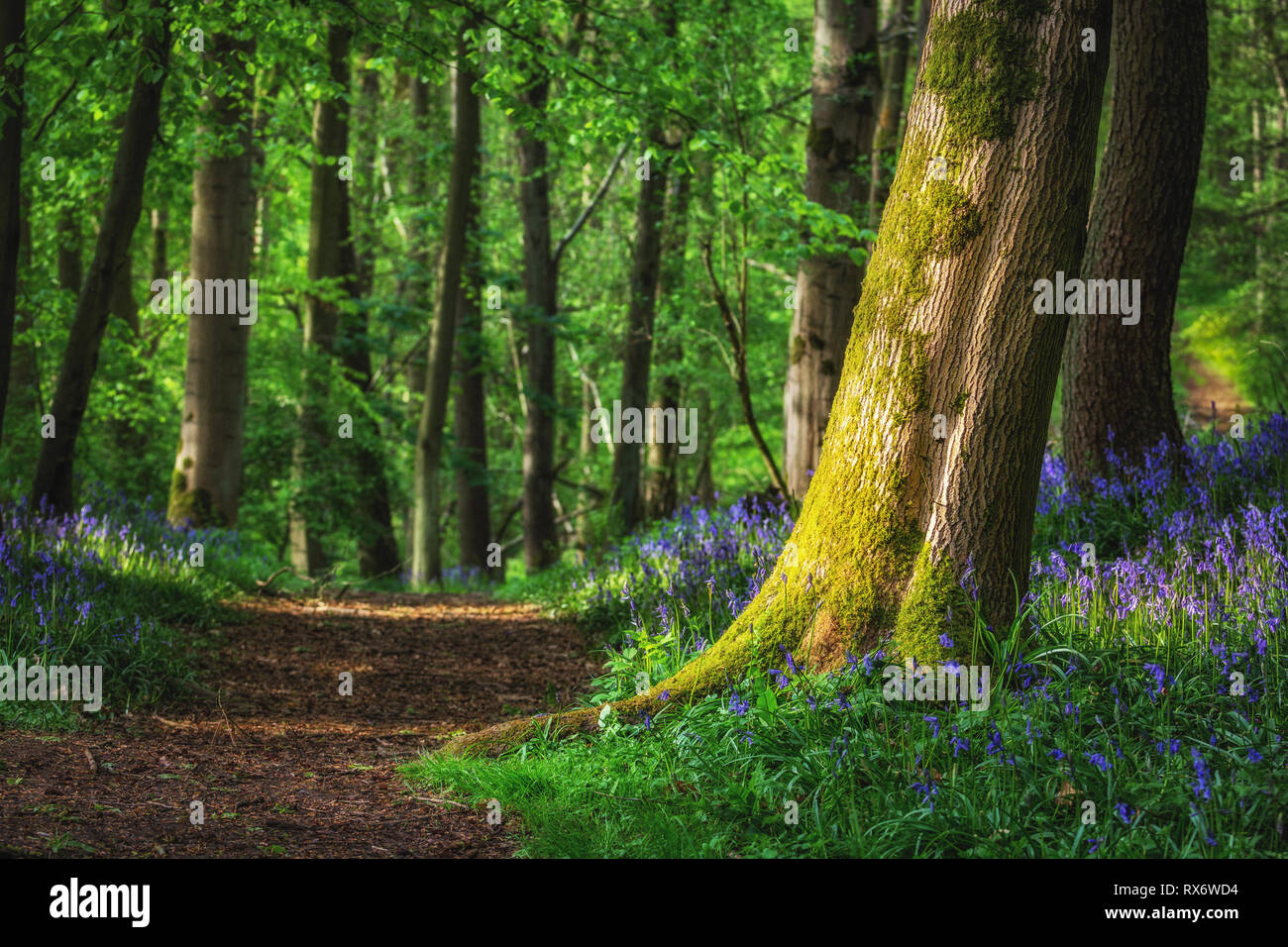 Blue bell wood in early morning sunlight Stock Photo - Alamy