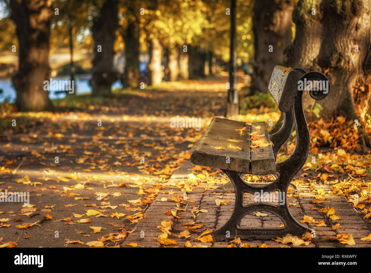 Autumn leaves falling hi-res stock photography and images - Alamy