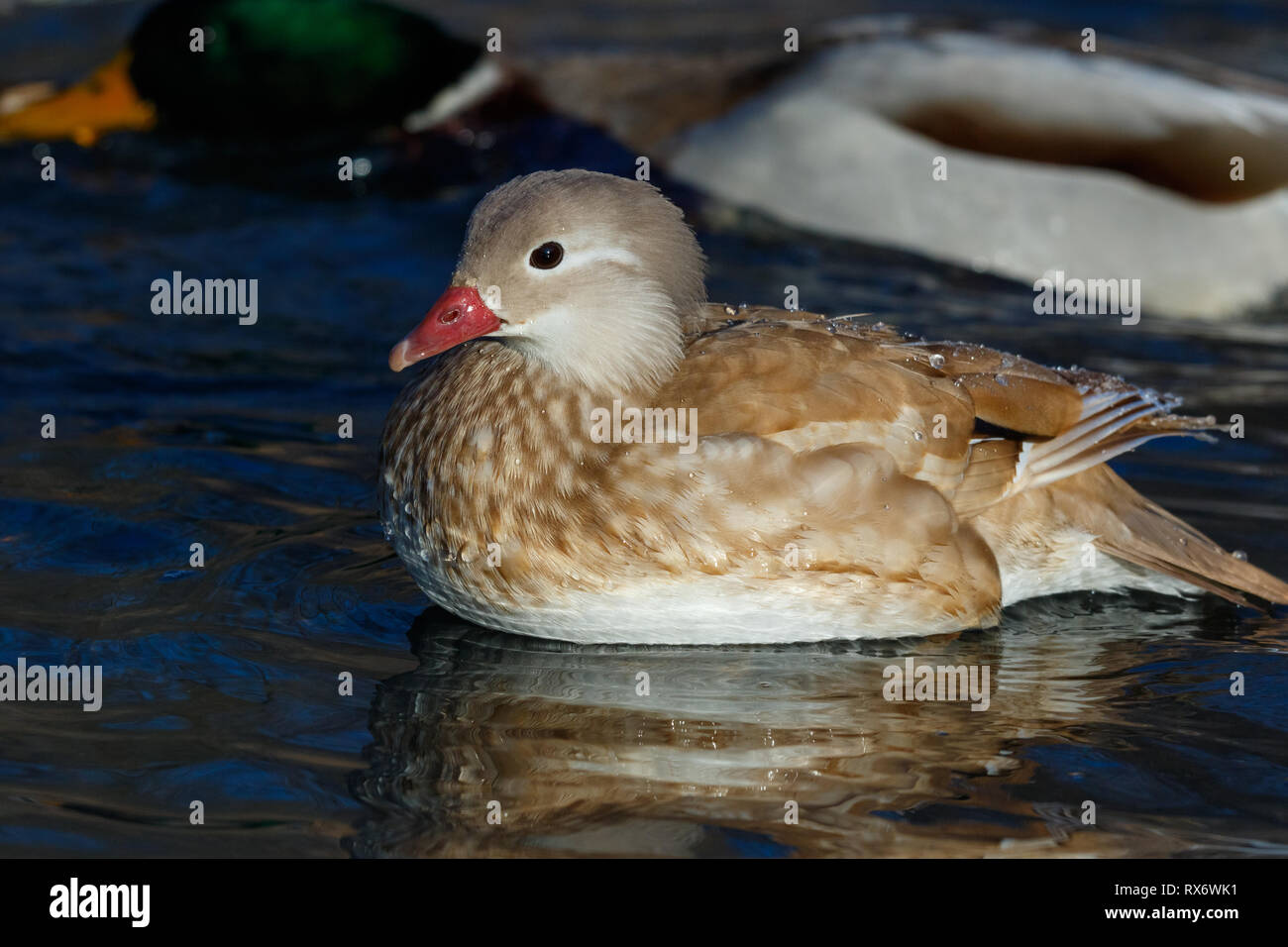 Mandarin Duck (Aix galericulata). Russia, Moscow Stock Photo - Alamy