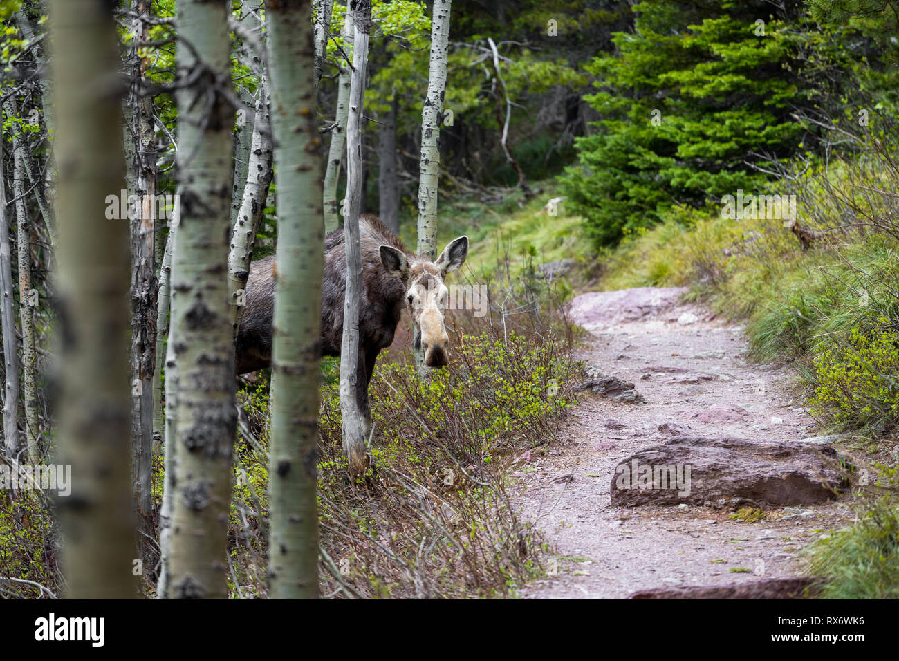 Moose hike hi-res stock photography and images - Alamy