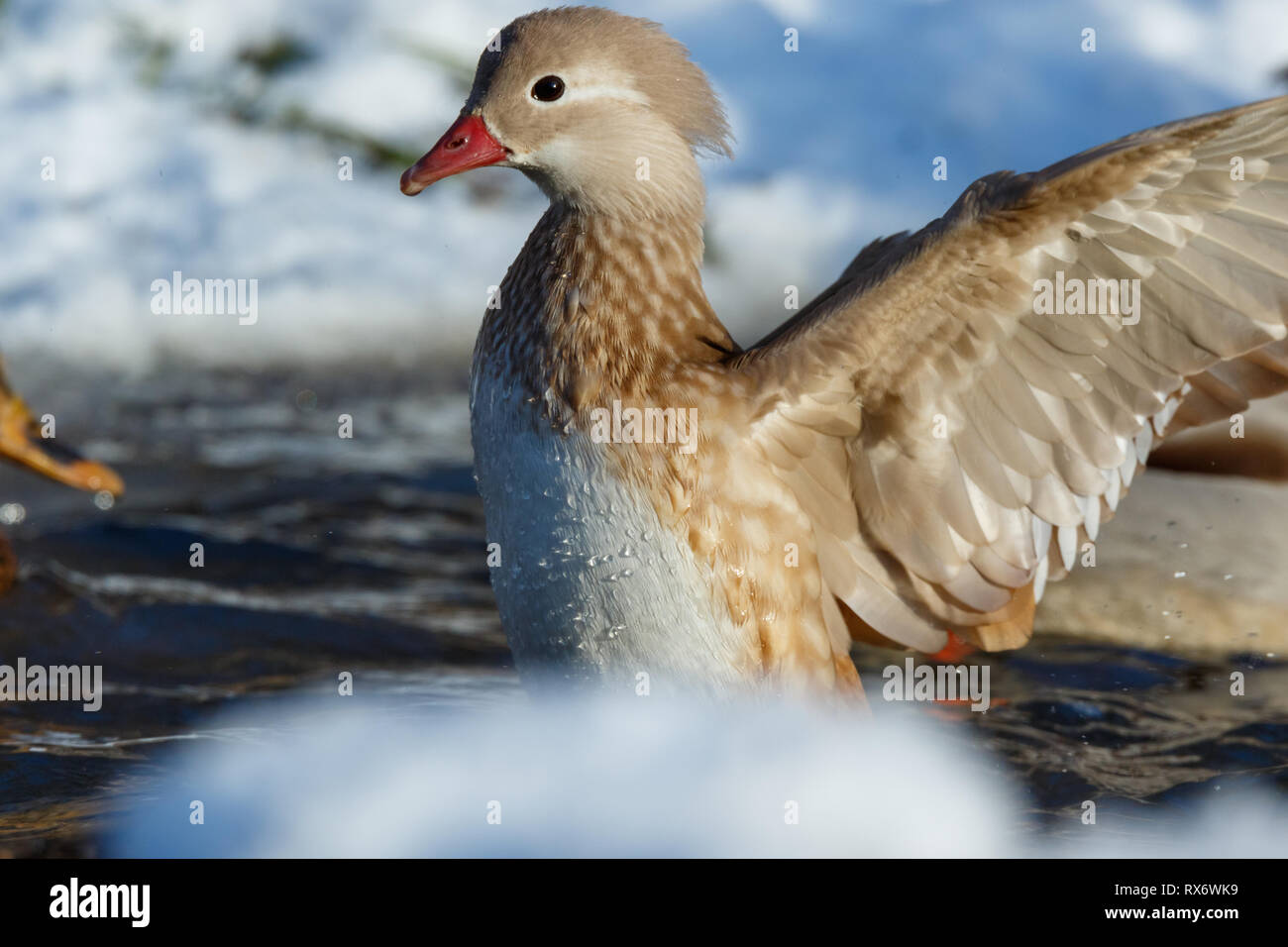 Mandarin Duck (Aix galericulata). Russia, Moscow Stock Photo - Alamy
