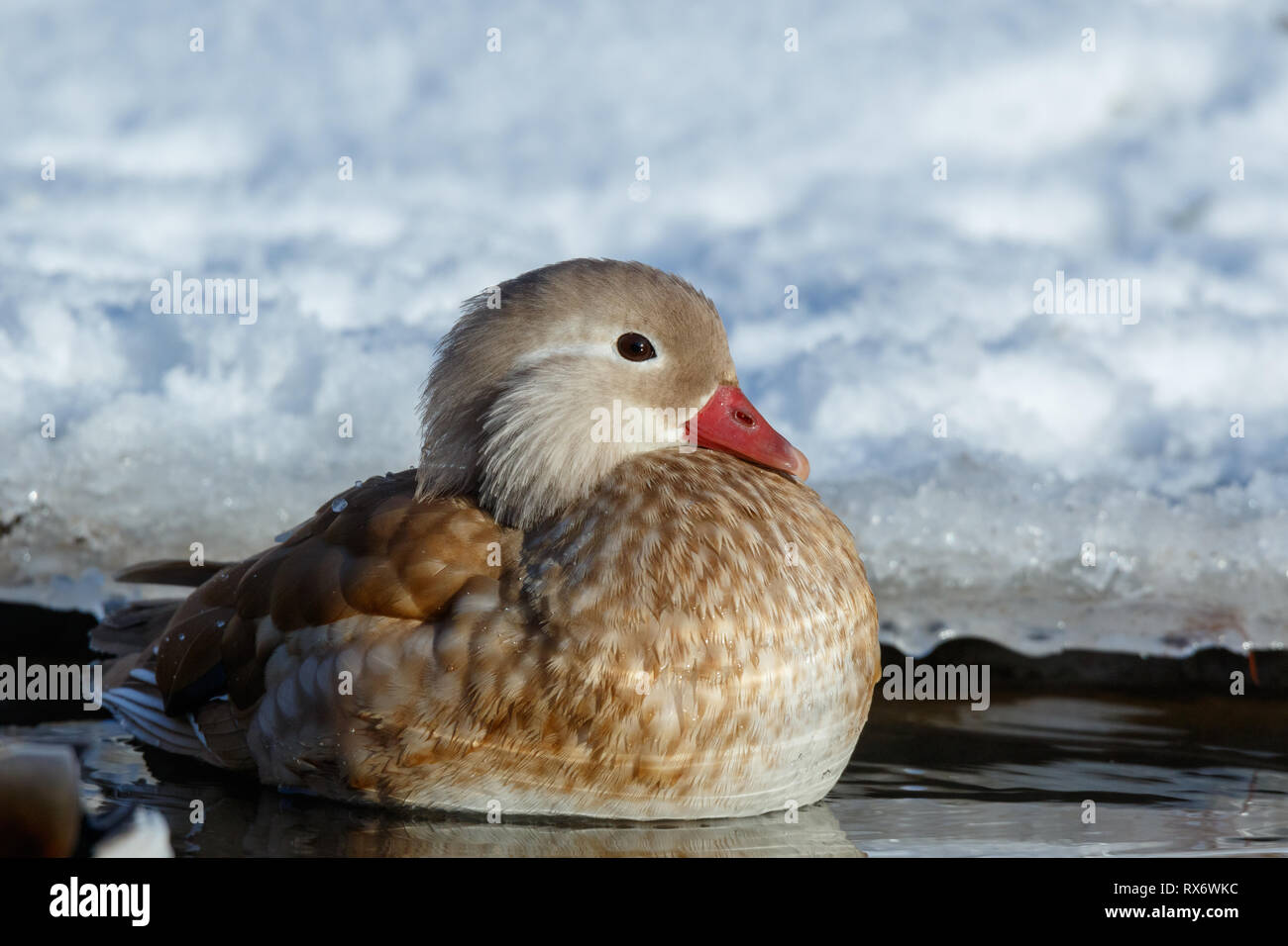 Mandarin Duck (Aix galericulata). Russia, Moscow Stock Photo - Alamy
