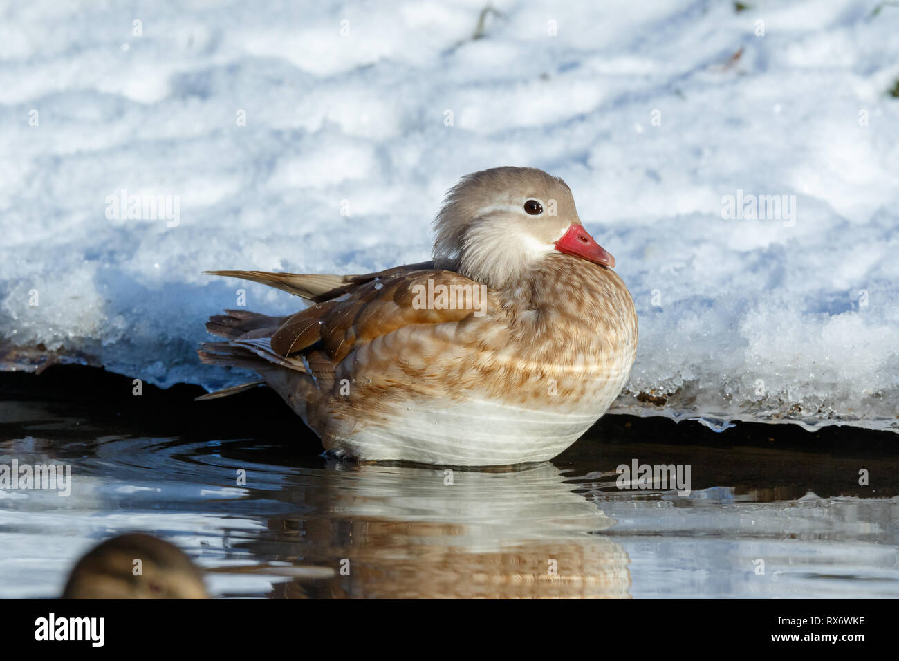 Mandarin Duck (Aix galericulata). Russia, Moscow Stock Photo - Alamy