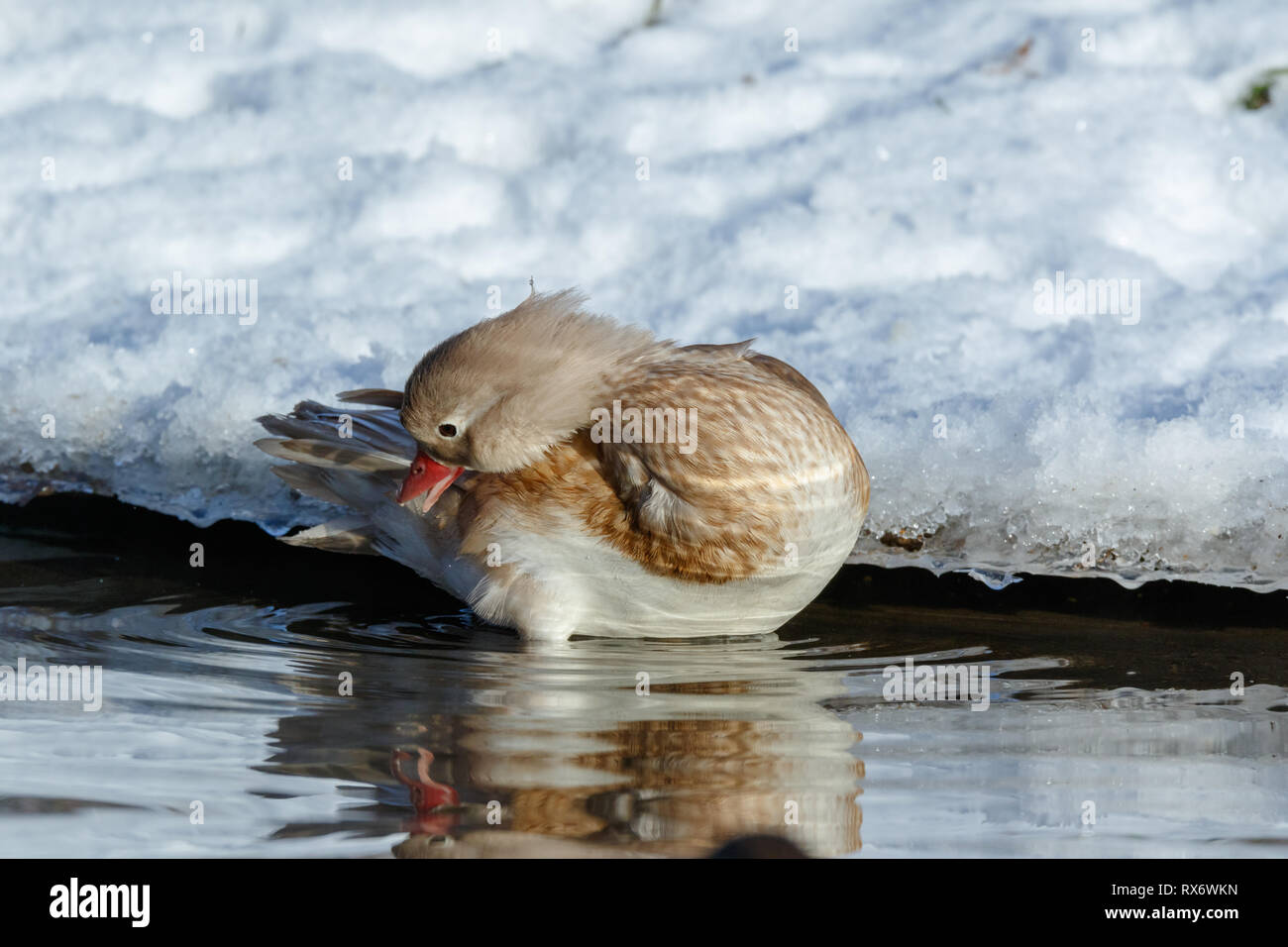 Mandarin Duck (Aix galericulata). Russia, Moscow Stock Photo - Alamy