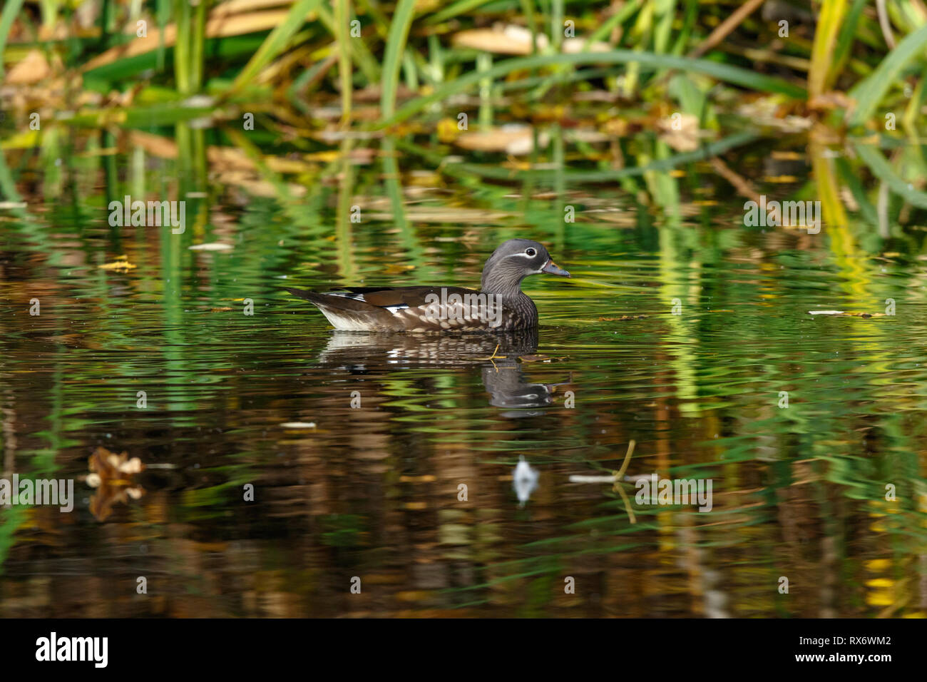 Mandarin Duck (Aix galericulata). Russia, Moscow Stock Photo - Alamy
