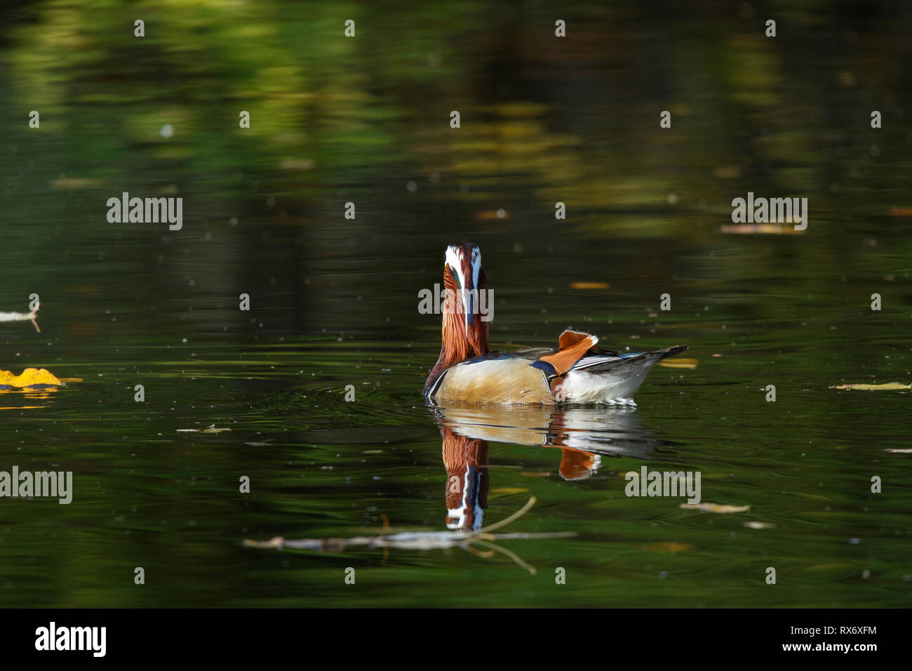 Mandarin Duck (Aix galericulata). Russia, Moscow Stock Photo - Alamy