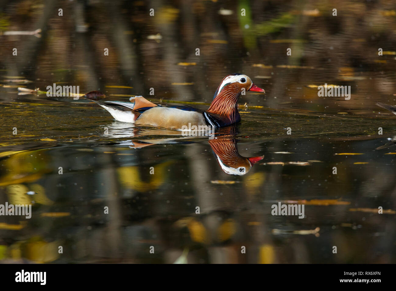 Mandarin Duck (Aix galericulata). Russia, Moscow Stock Photo - Alamy