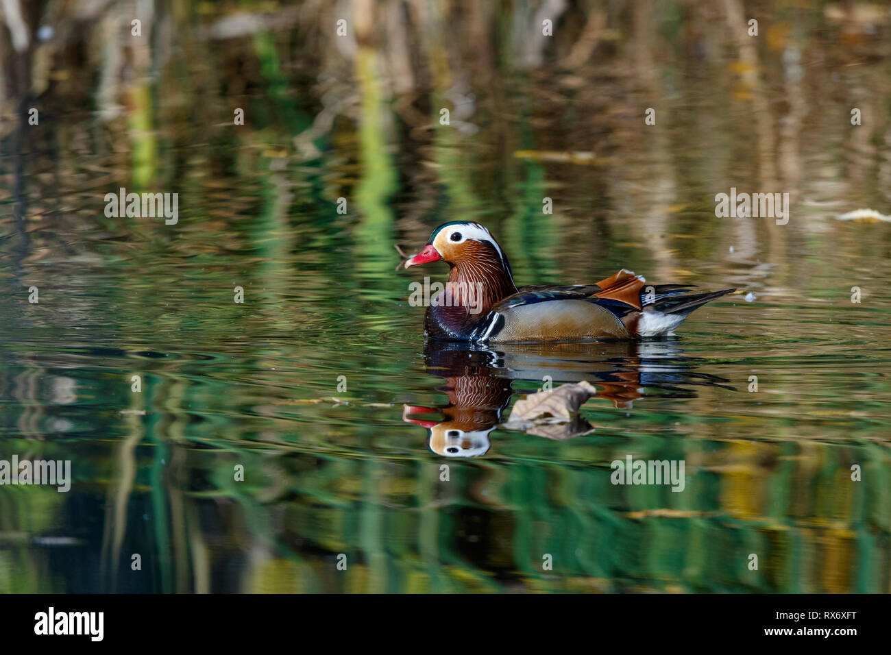 Mandarin Duck (Aix galericulata). Russia, Moscow Stock Photo - Alamy