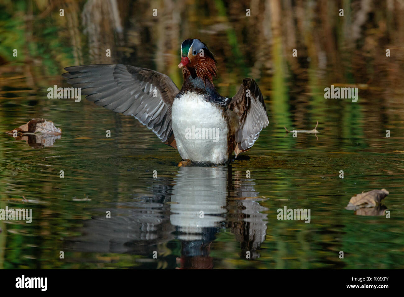 Mandarin Duck (Aix galericulata). Russia, Moscow Stock Photo - Alamy