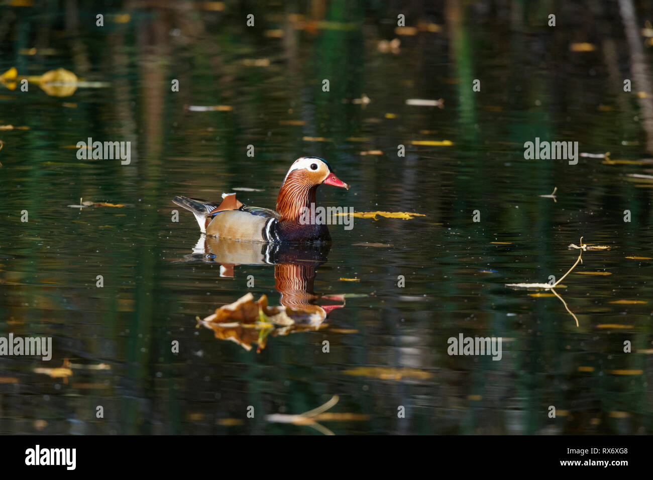 Mandarin Duck (Aix galericulata). Russia, Moscow Stock Photo - Alamy