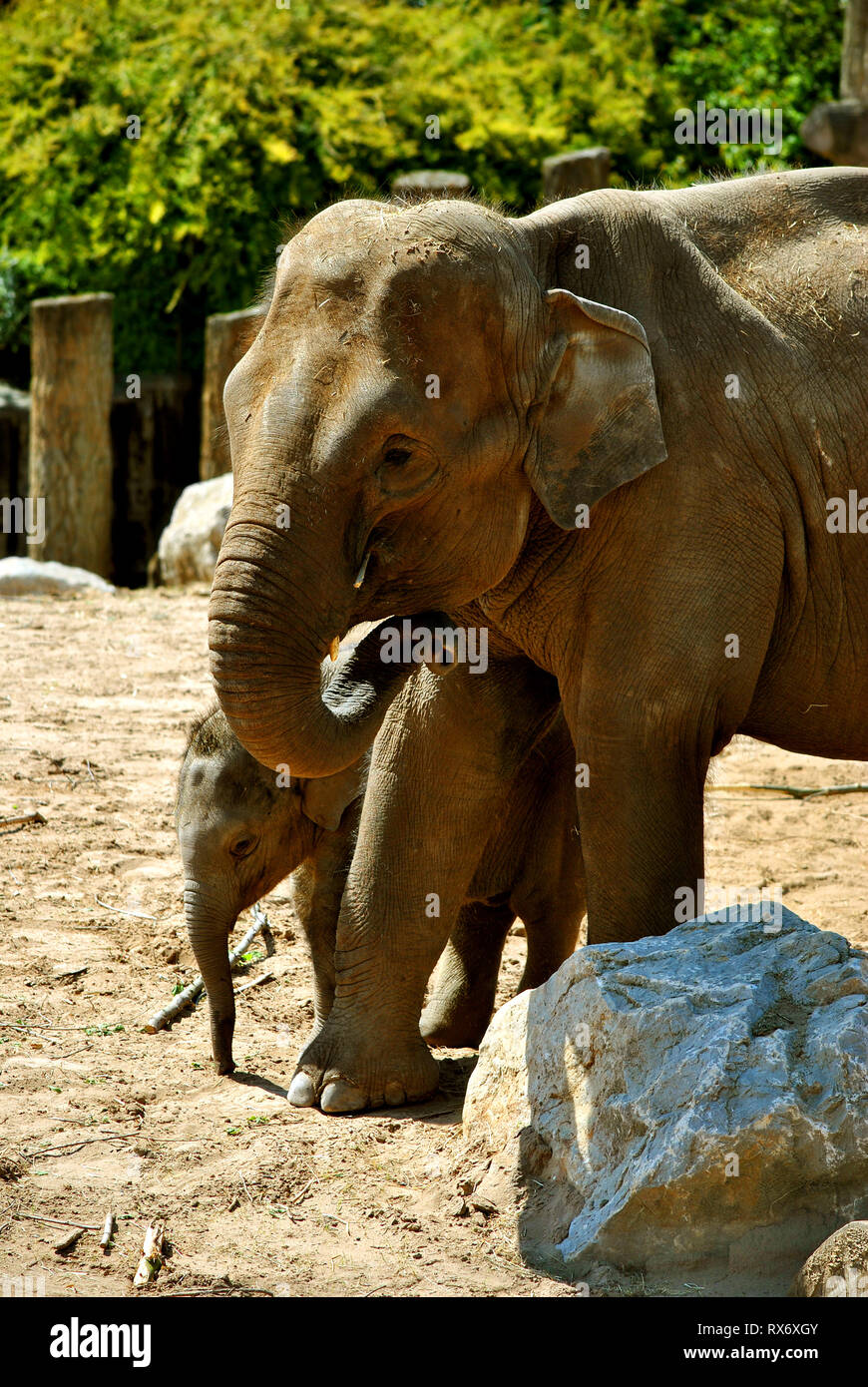 Indian elephants Latin name Elephas maximus Stock Photo - Alamy