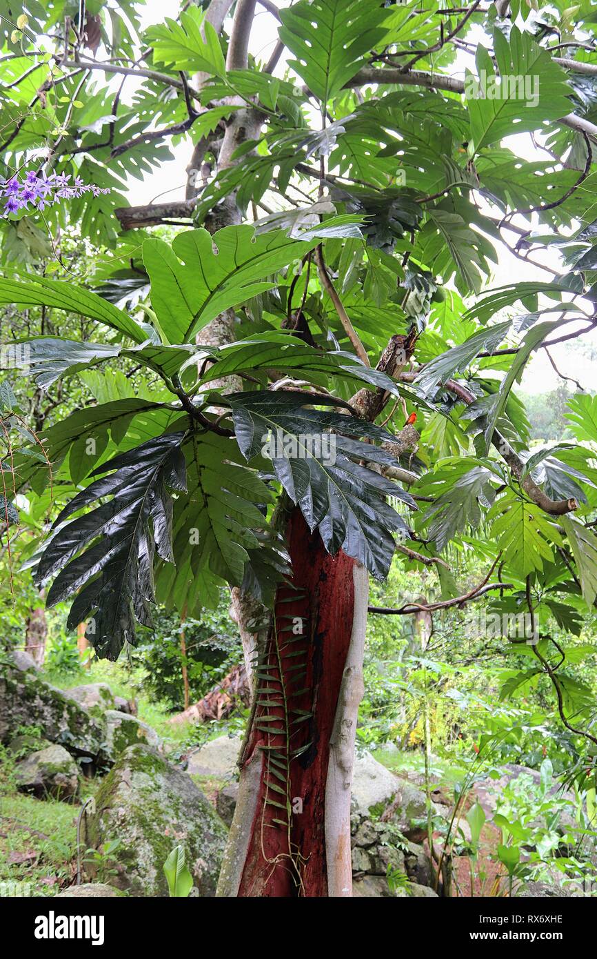 Beautiful green plants seen on the paradise island Seychelles Stock ...