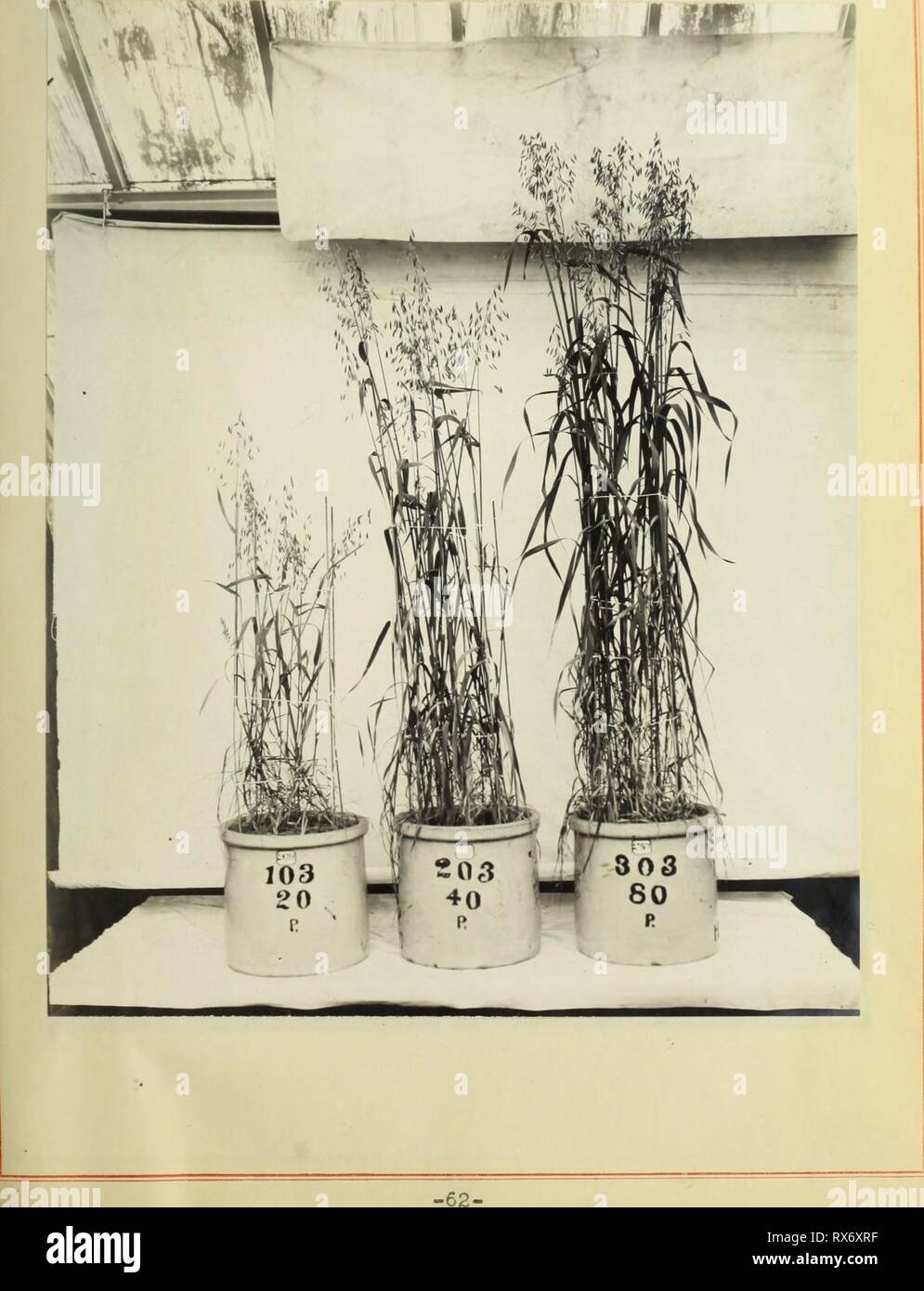 The effect of fertility on The effect of fertility on the transpiration ...
