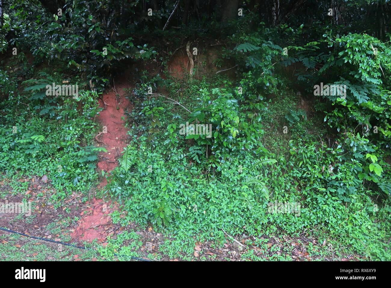 Beautiful green plants seen on the paradise island Seychelles Stock ...