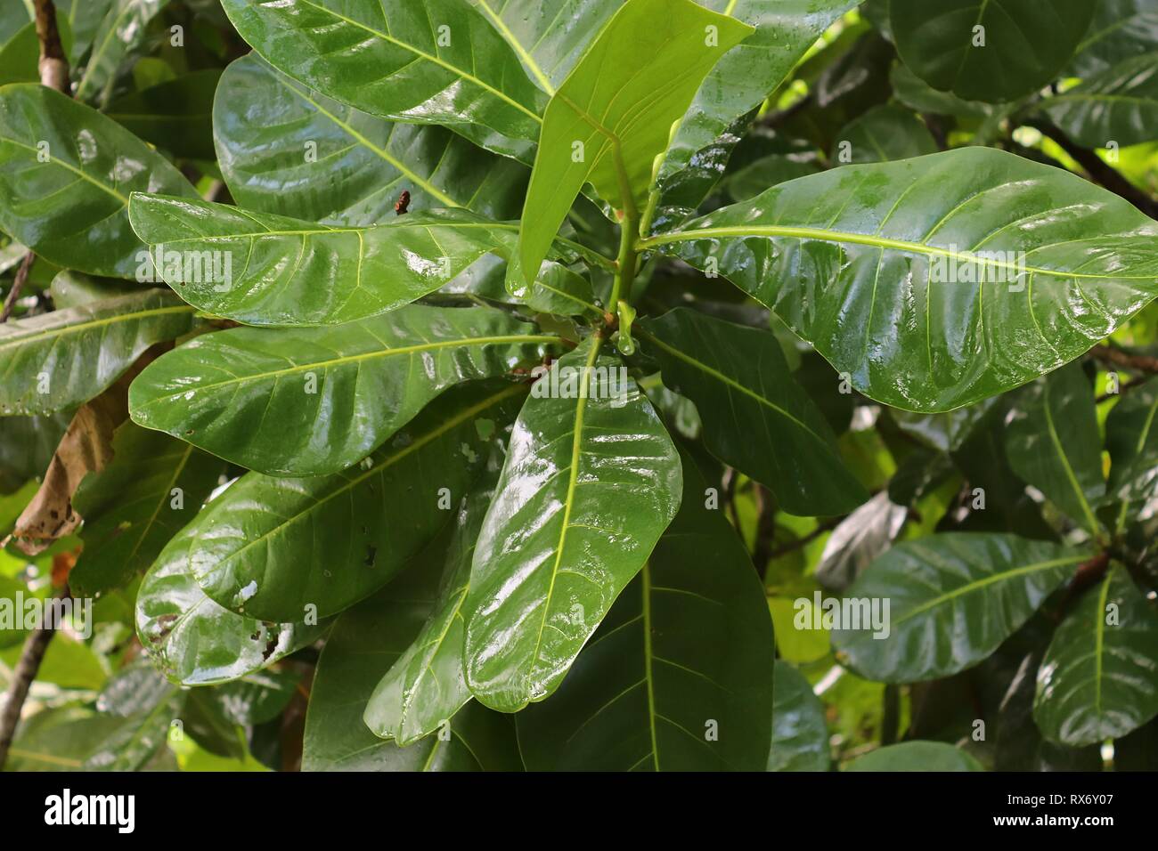 Beautiful green plants seen on the paradise island Seychelles Stock ...