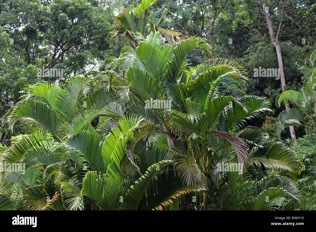 Beautiful green plants seen on the paradise island Seychelles Stock ...