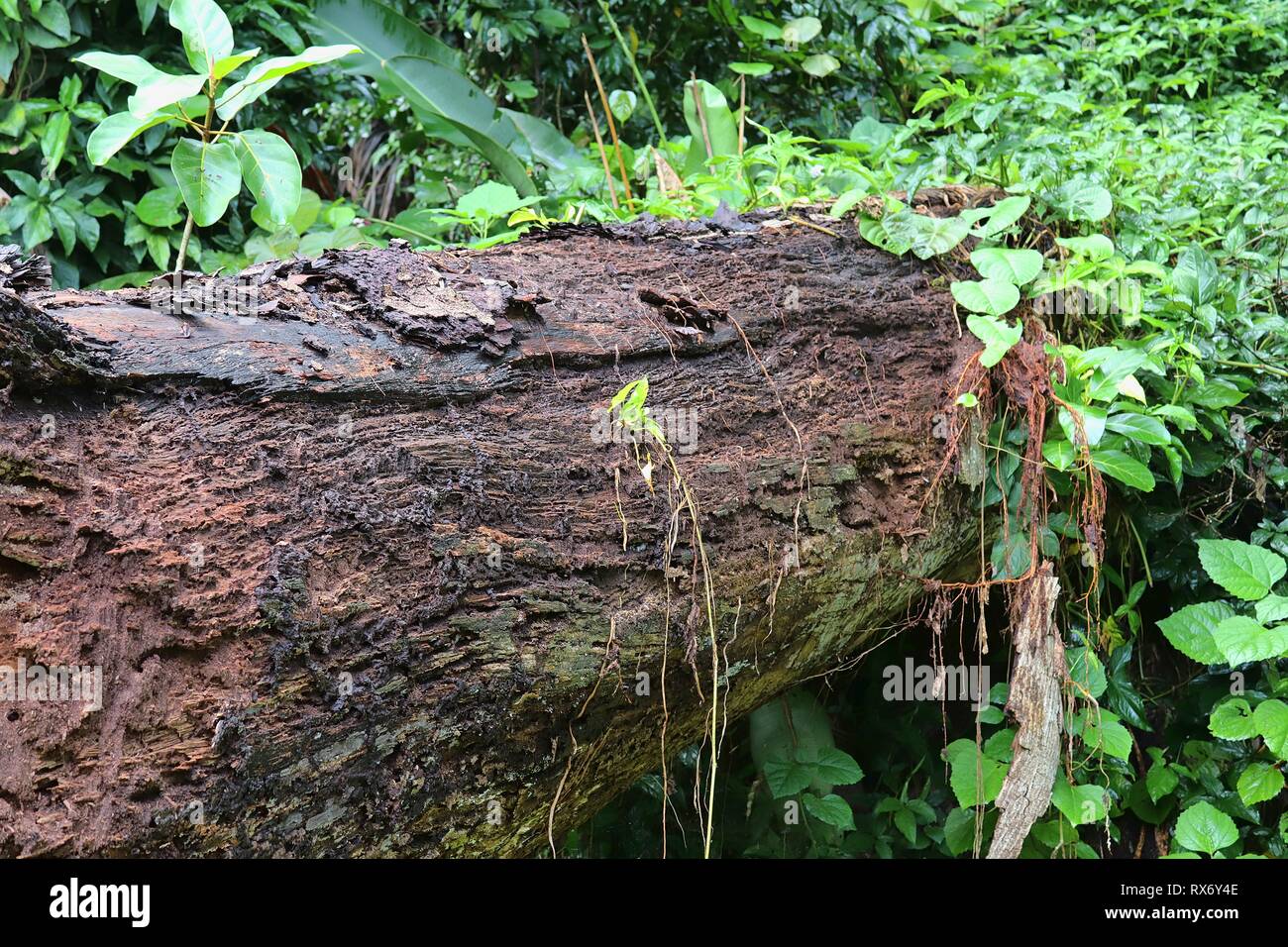 Beautiful green plants seen on the paradise island Seychelles Stock ...