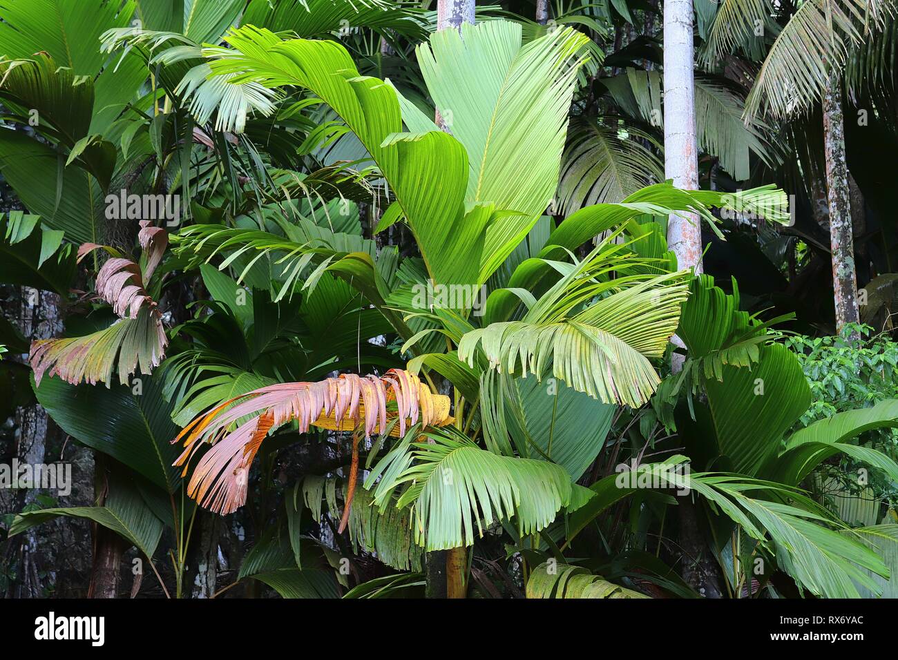 Beautiful green plants seen on the paradise island Seychelles Stock ...