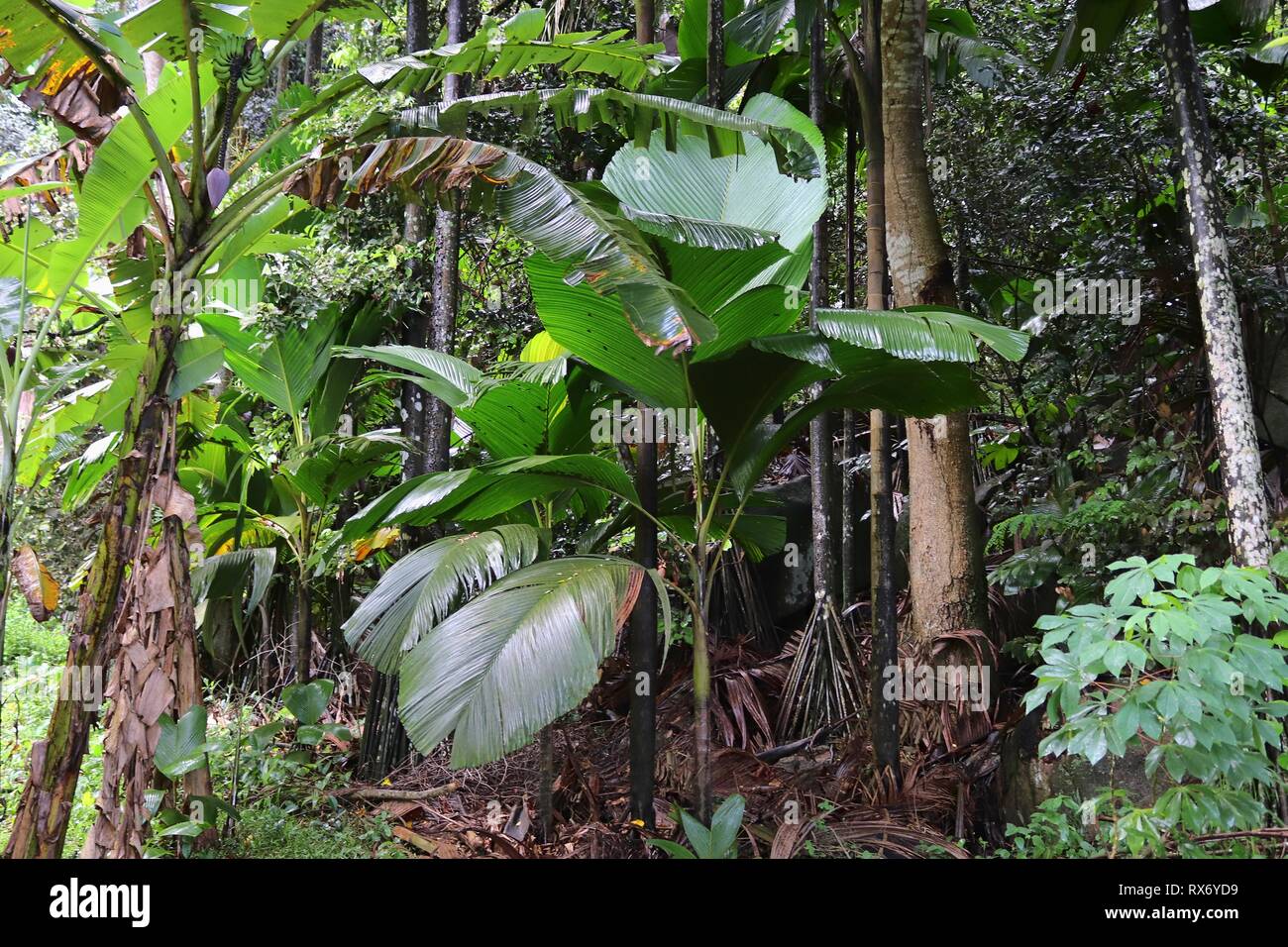 Beautiful green plants seen on the paradise island Seychelles Stock ...