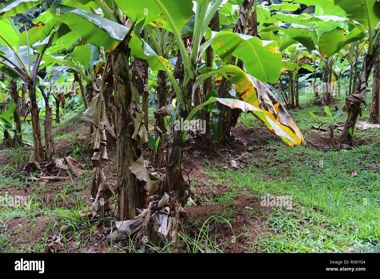 Beautiful green plants seen on the paradise island Seychelles Stock ...