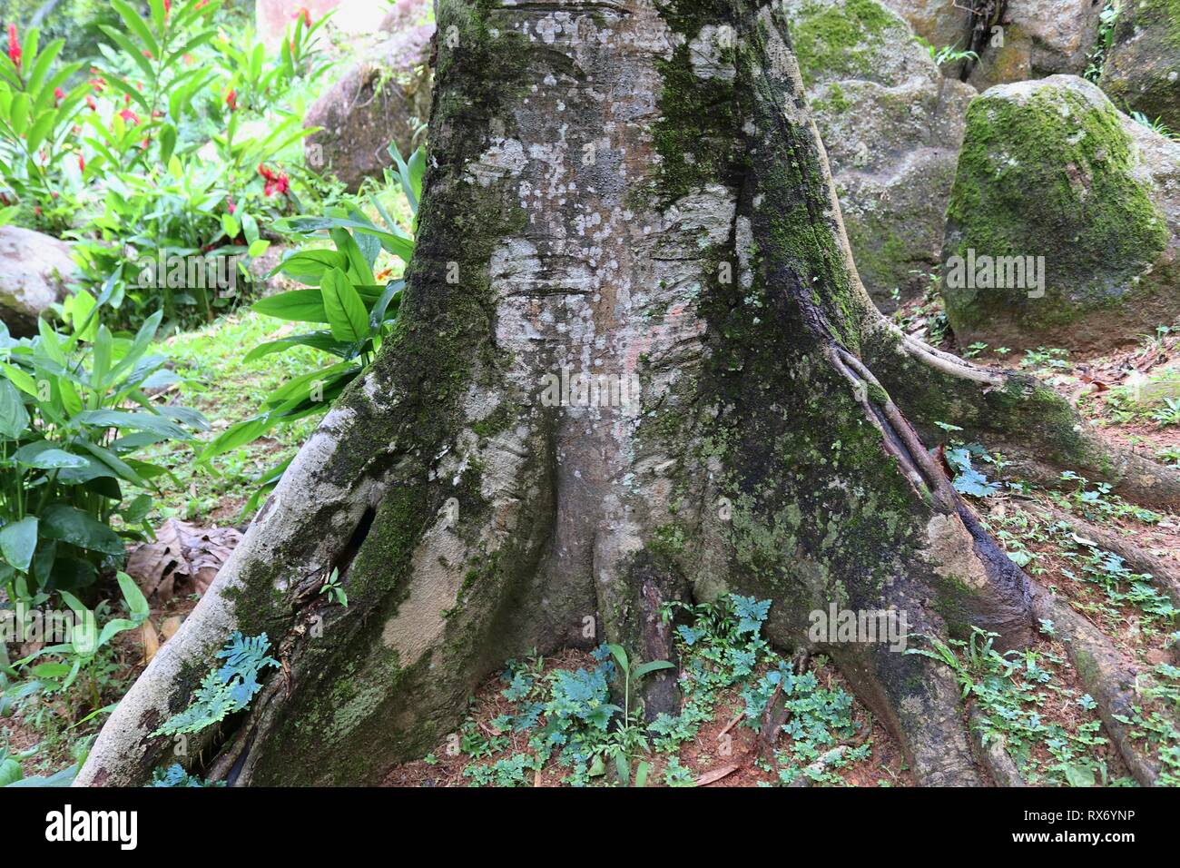 Beautiful green plants seen on the paradise island Seychelles Stock ...