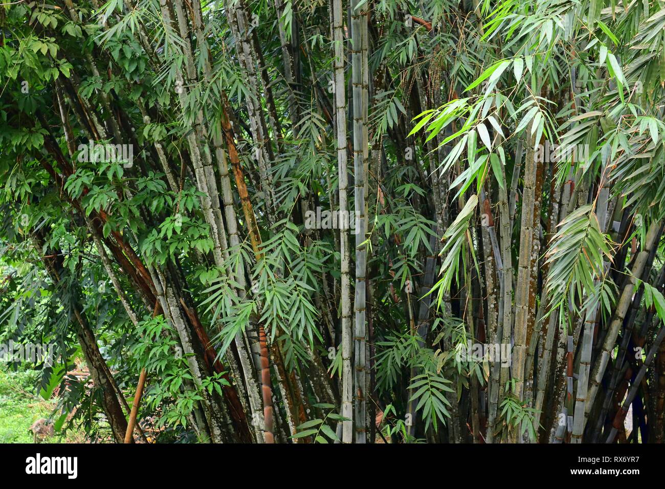 Beautiful green plants seen on the paradise island Seychelles Stock ...