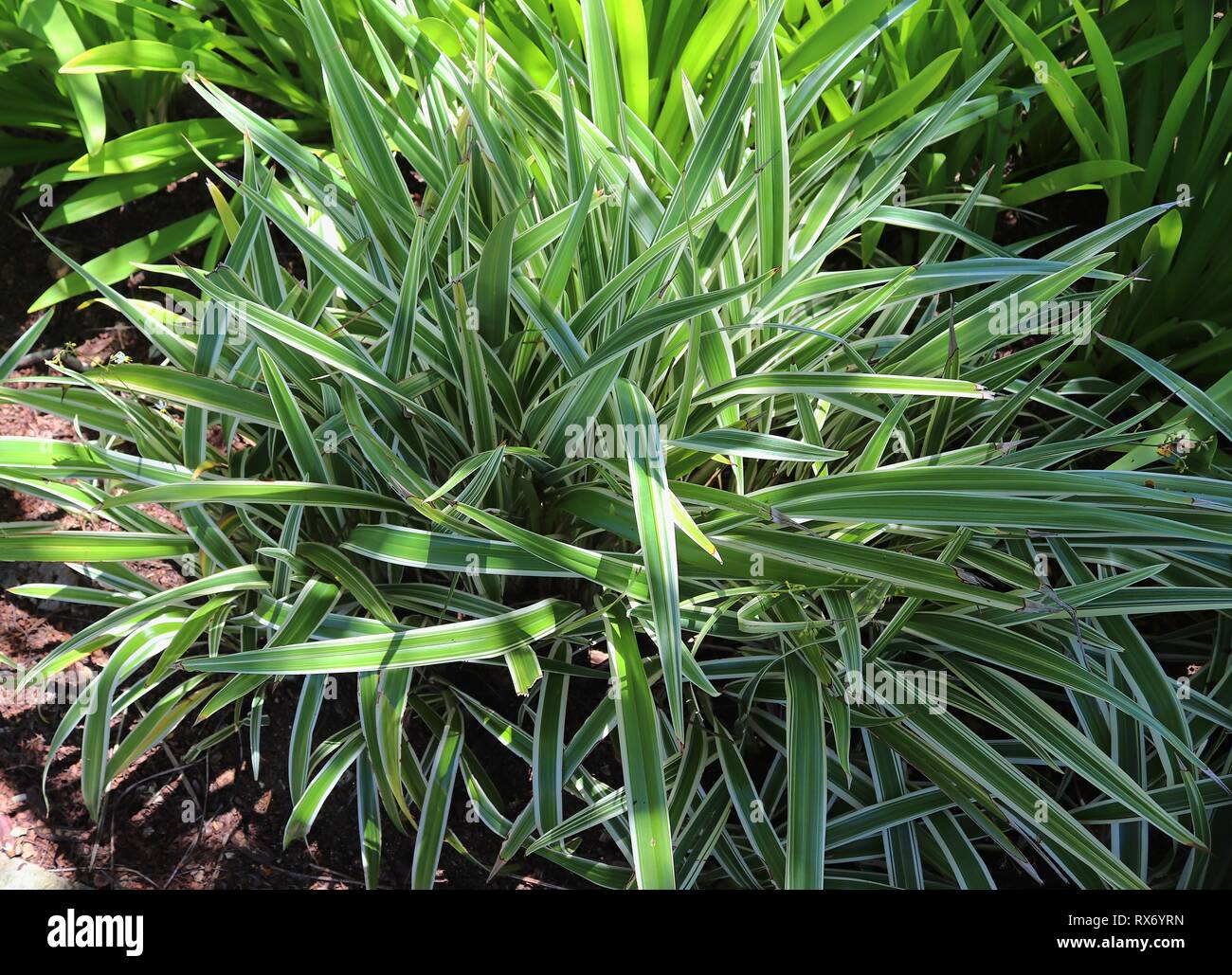 Beautiful green plants seen on the paradise island Seychelles Stock ...