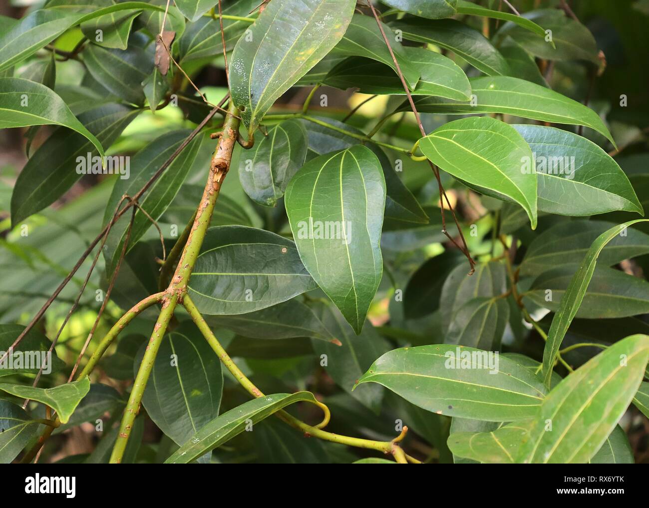 Beautiful green plants seen on the paradise island Seychelles Stock ...