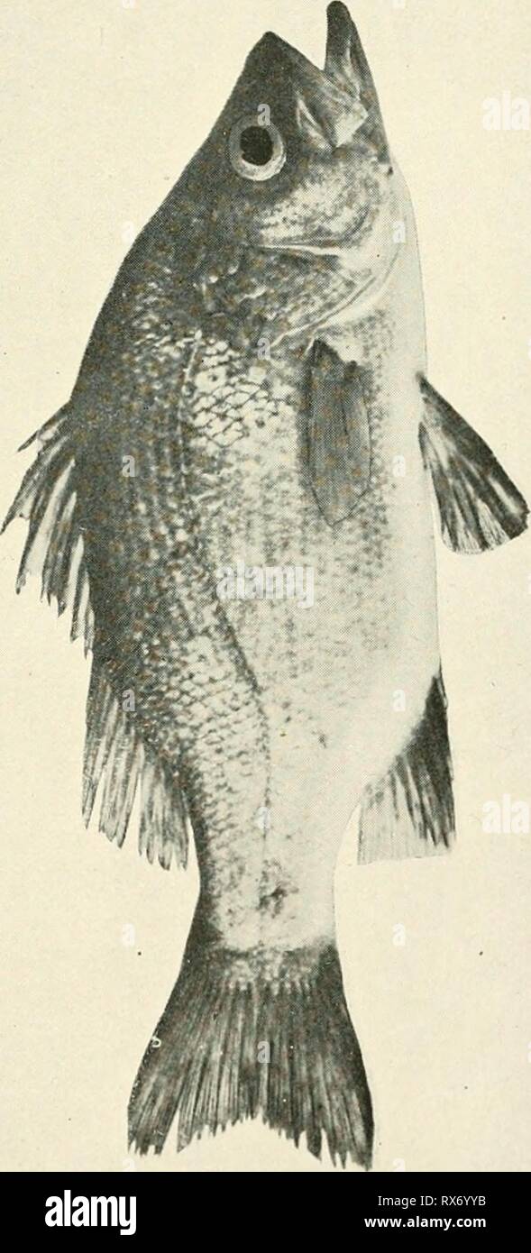 The edible fishes of New Stock Photo - Alamy