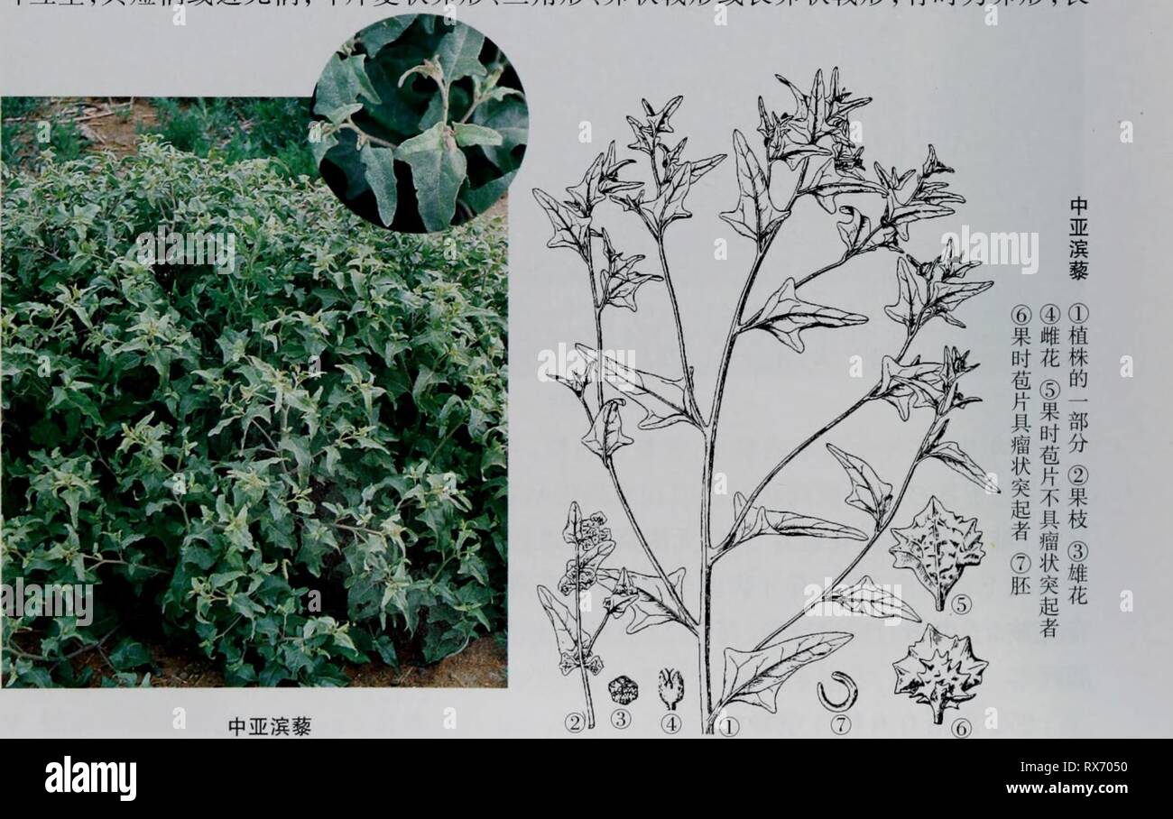 e er duo si zhi Stock Photo - Alamy