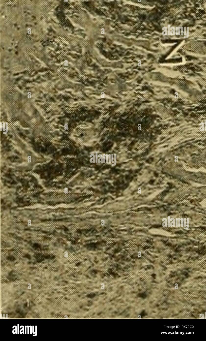 The effects of inanition and The effects of inanition and malnutrition ...