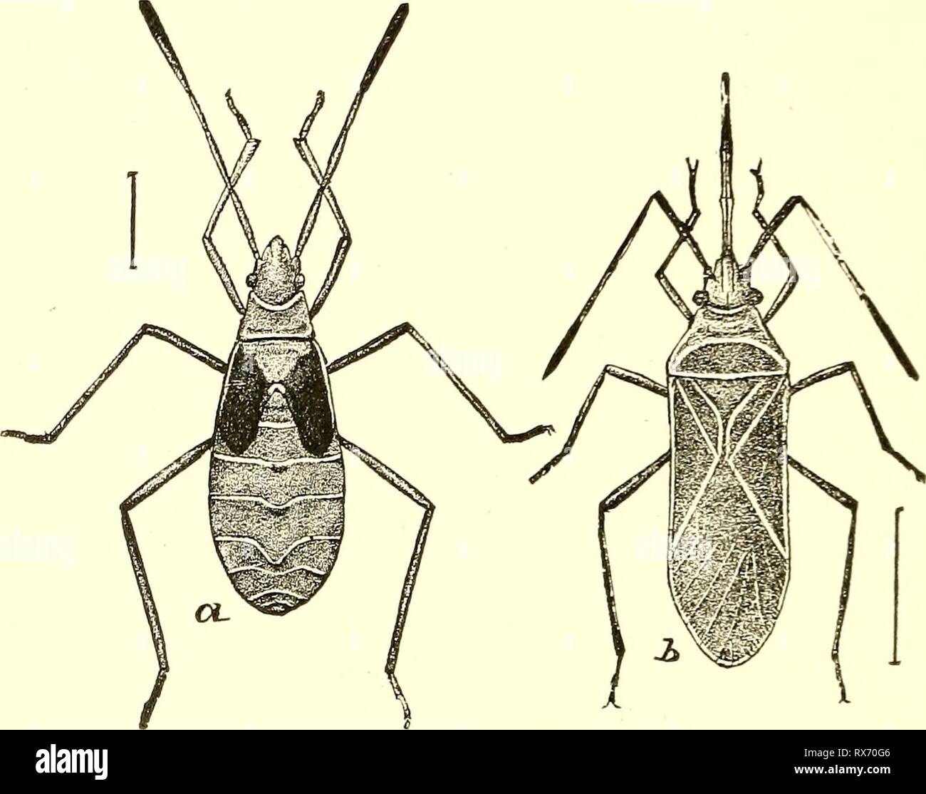 Economic entomology for the farmer Stock Photo - Alamy