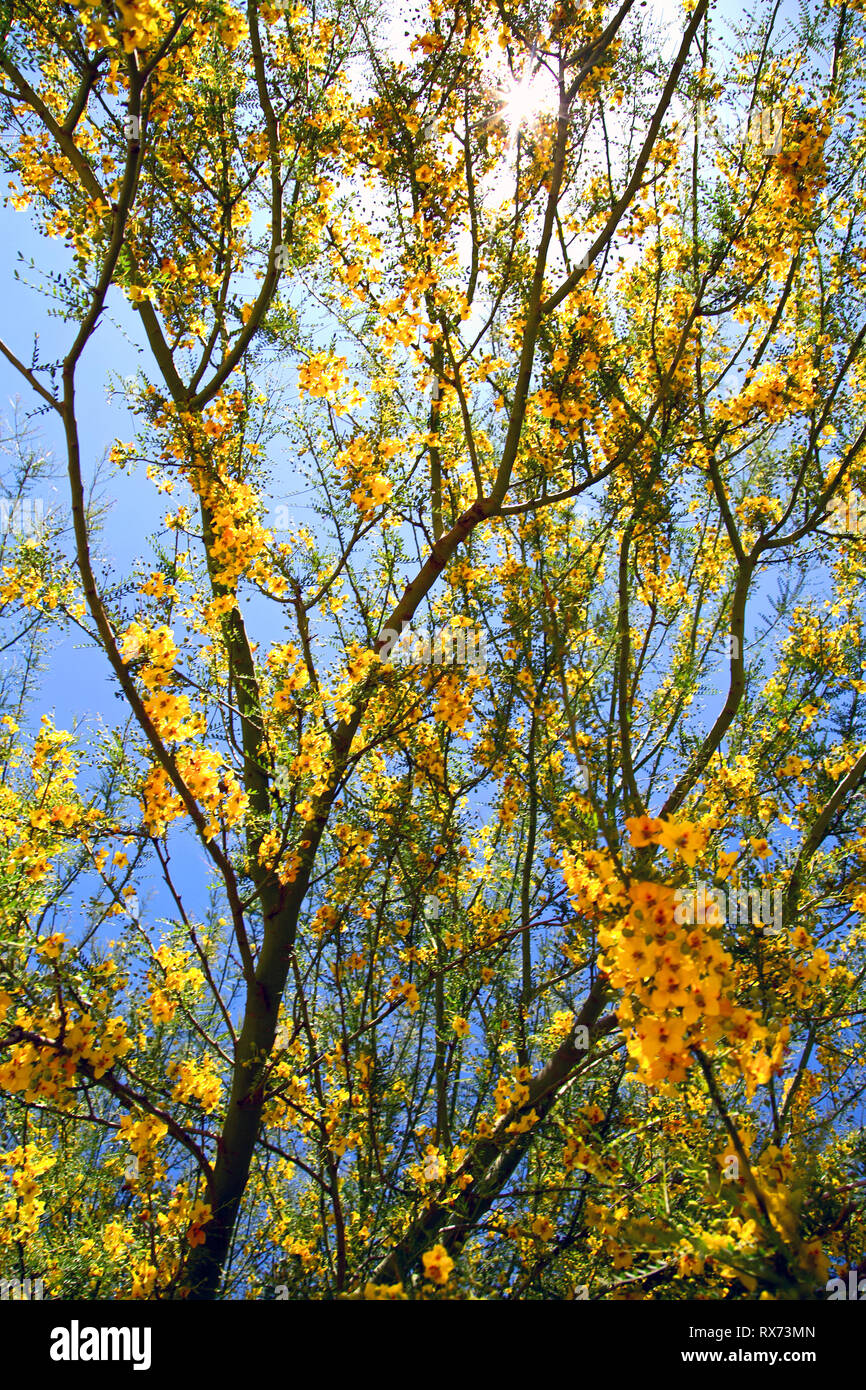 Yellow Blooming Tree Stock Photo - Alamy