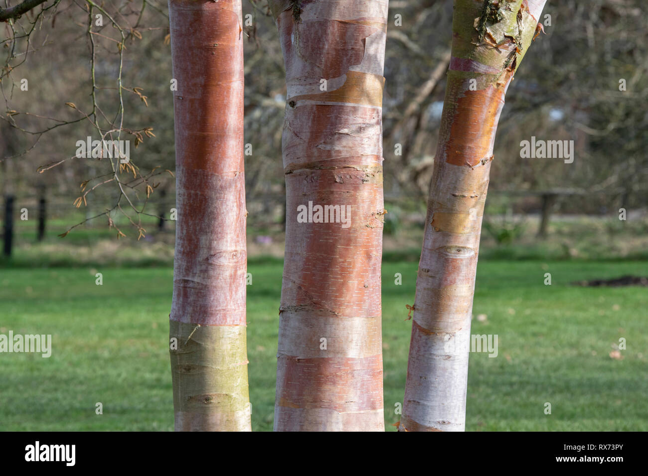 Deep coppery pink bark hi-res stock photography and images - Alamy