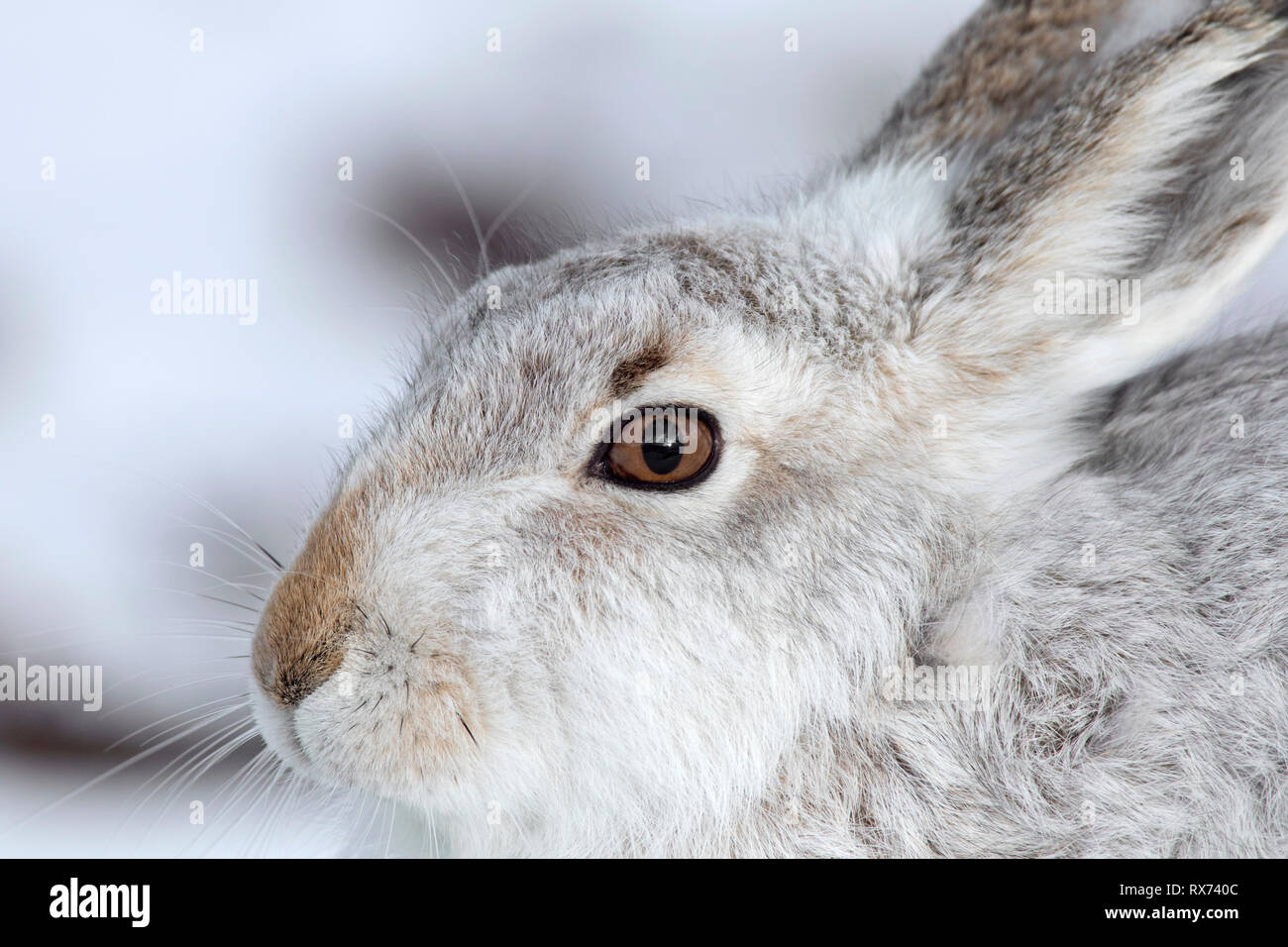 Scottish highlands snow hi-res stock photography and images - Alamy