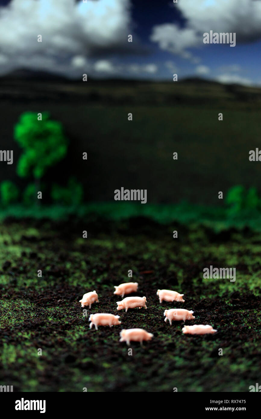 Pigs Landscape High Resolution Stock Photography and Images - Alamy