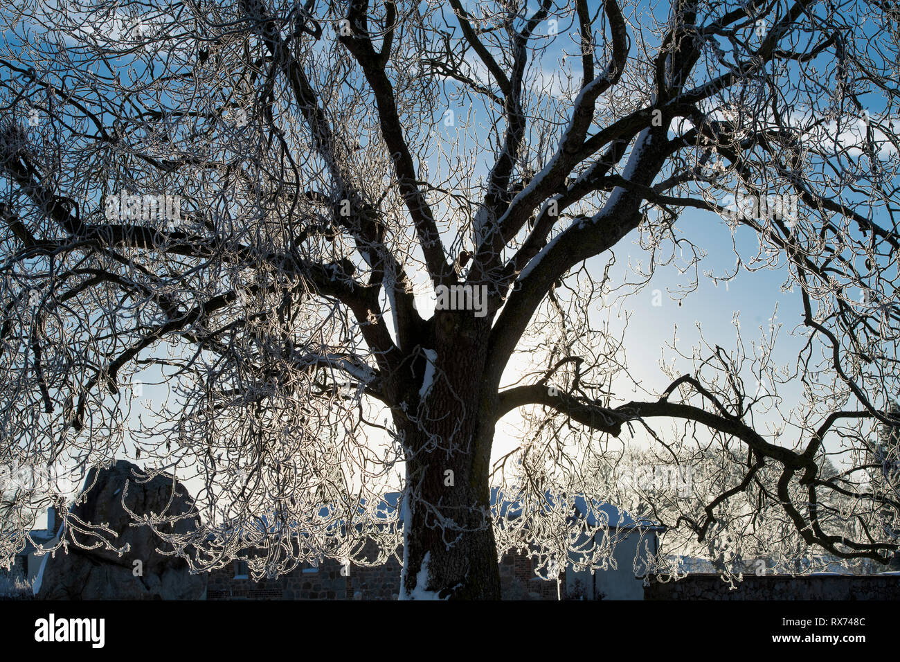 Ein täglicher Niedrigpreisladen PHOTOGRAPHY LANDSCAPE WINTER TREE ...