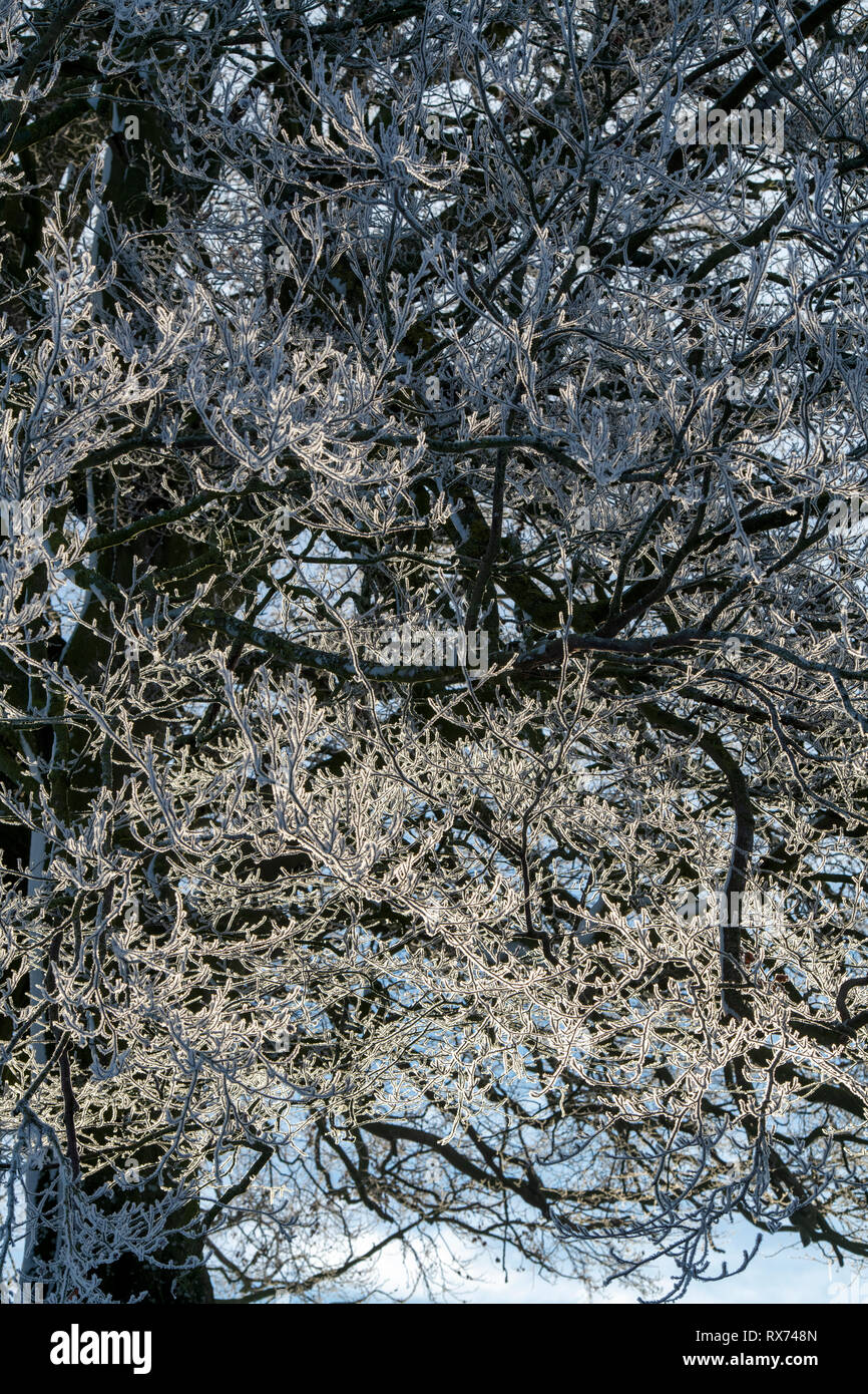 Snow and frost covered winter tree in Avebury, Wiltshire, England Stock ...
