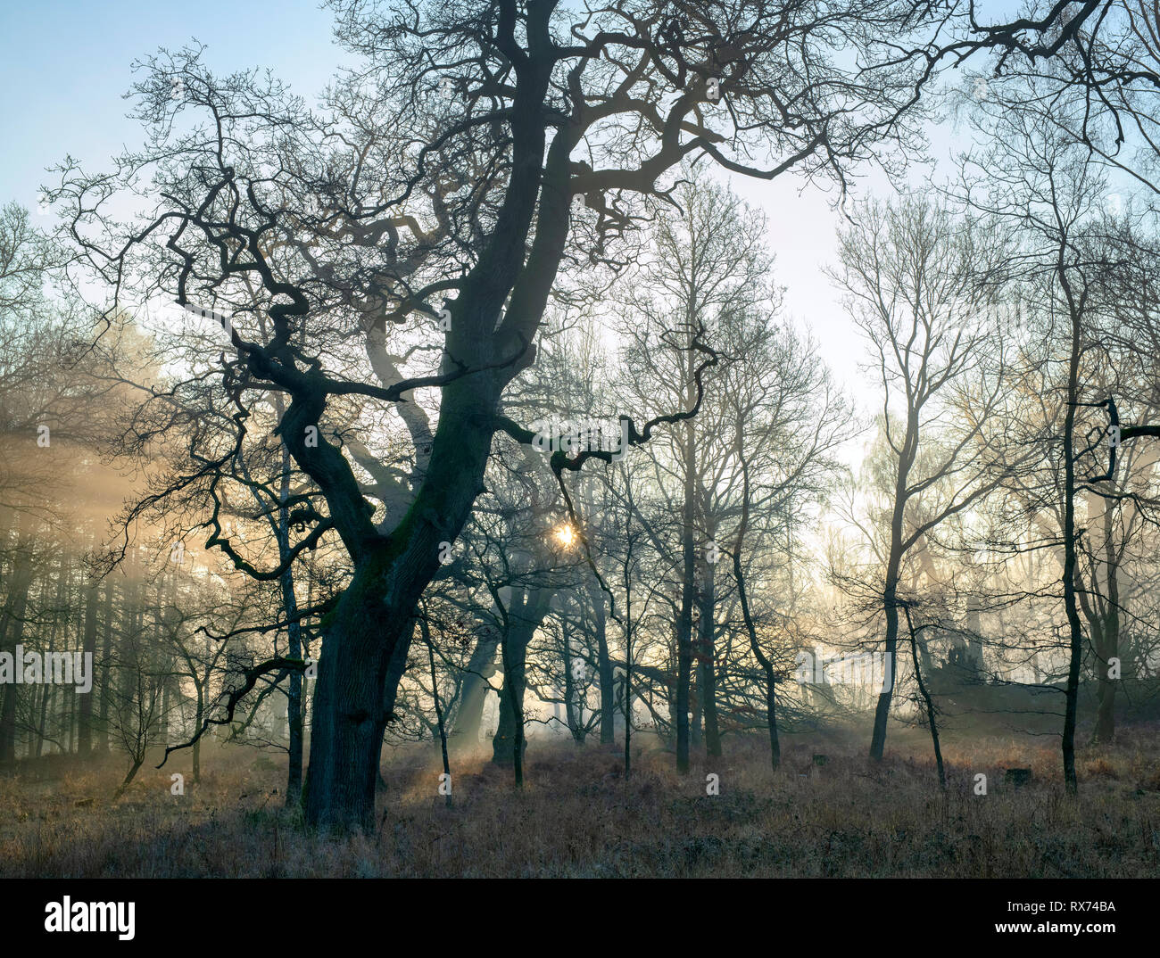 Winter oak trees and early morning fog and sunlight in Blenheim park ...