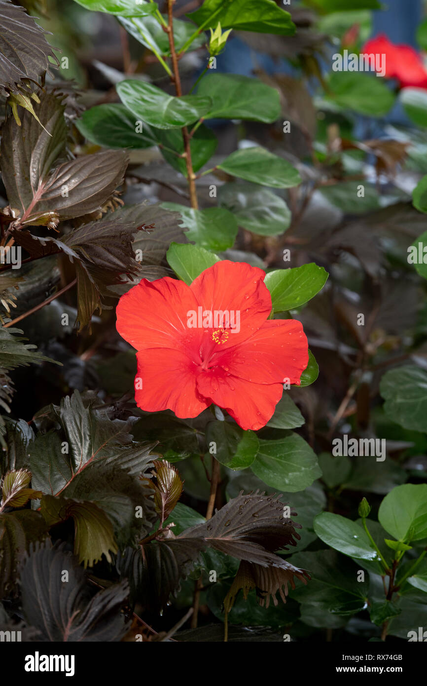 Hibiscus rosa-sinensis. Red Hibiscus flower Stock Photo - Alamy