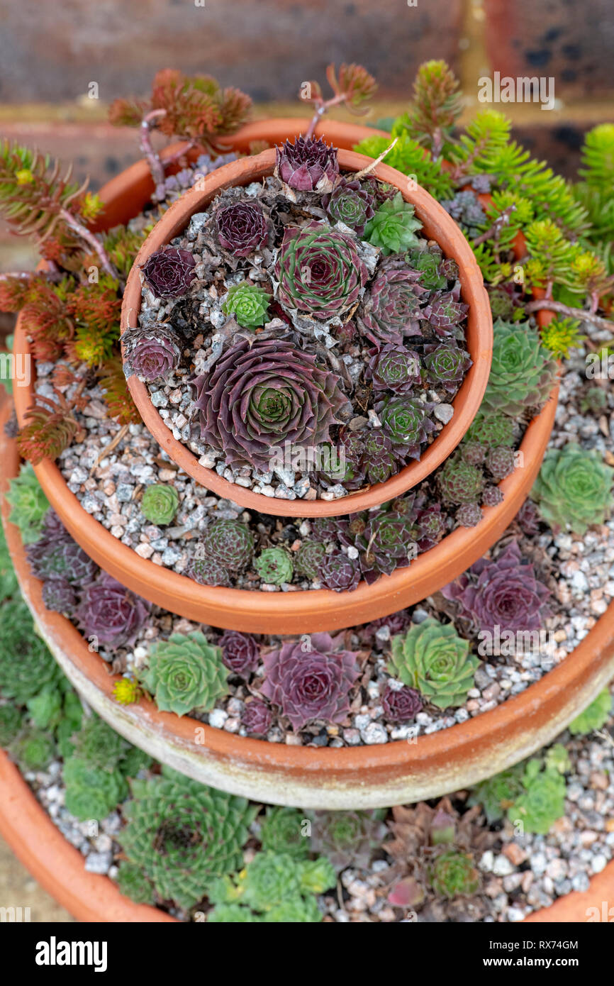 Sempervivum. Houseleek plant in pots in spring Stock Photo - Alamy